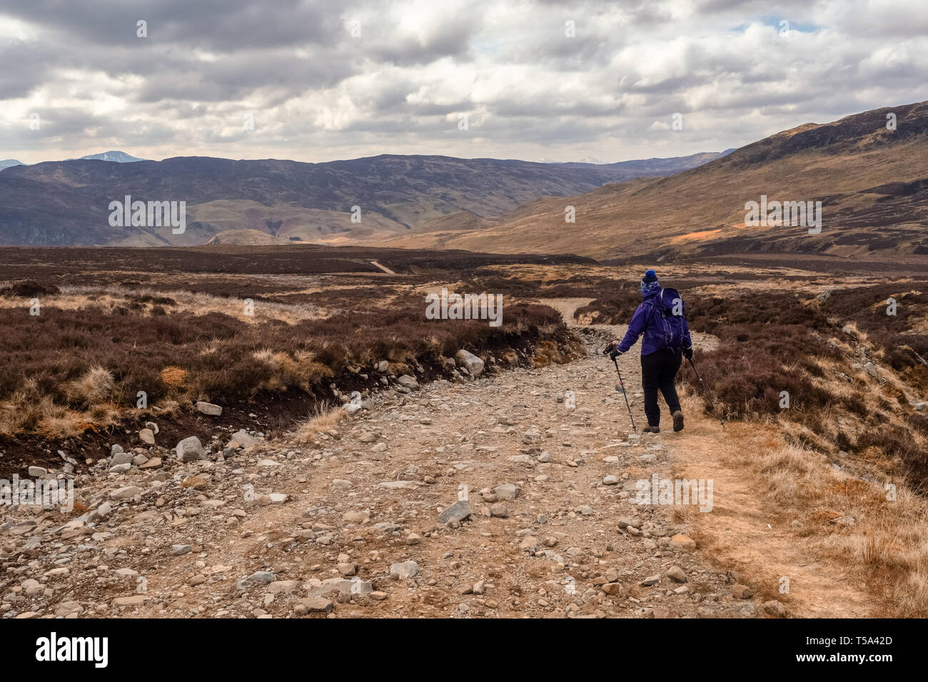 Cattle scotland drovers hi-res stock photography and images - Alamy