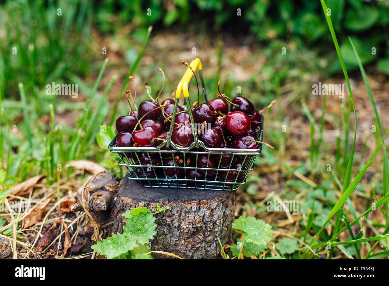 Mini Shopping Basket Full Of Fresh Red Ripe Cherries On The Green Grass