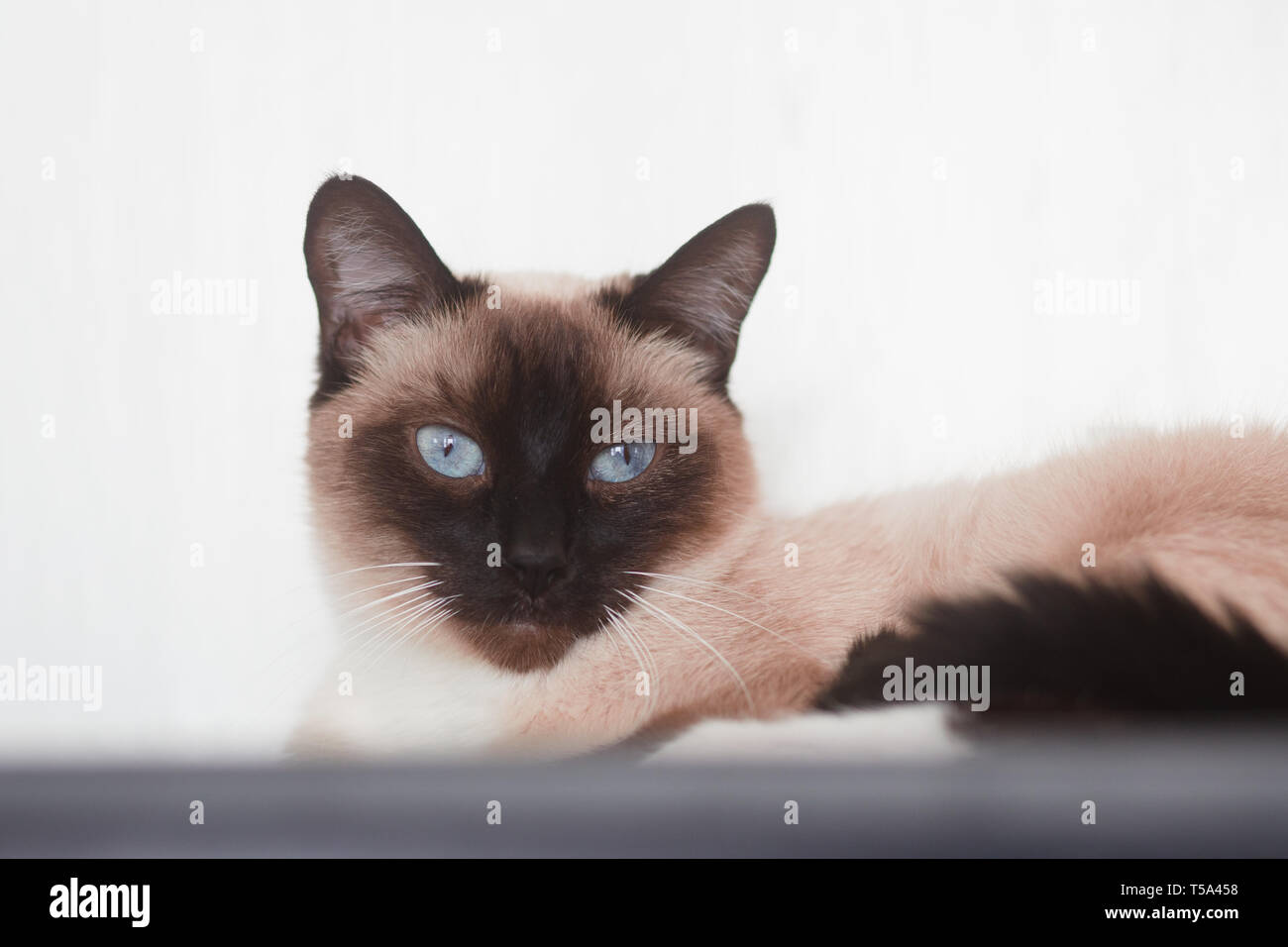 Cream point siamese cat hi-res stock photography and images - Alamy