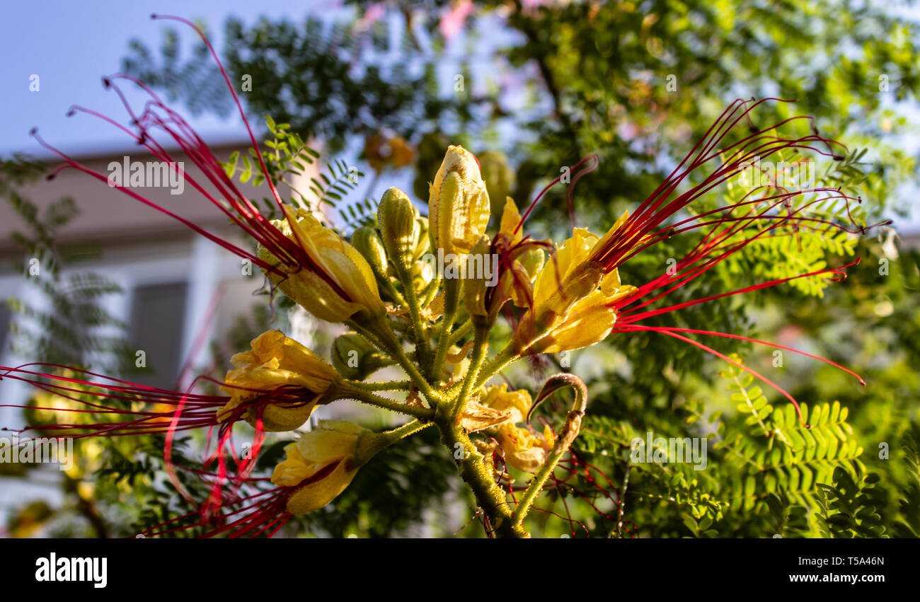 yellow interesting flowers with red extension. background is blurry ...