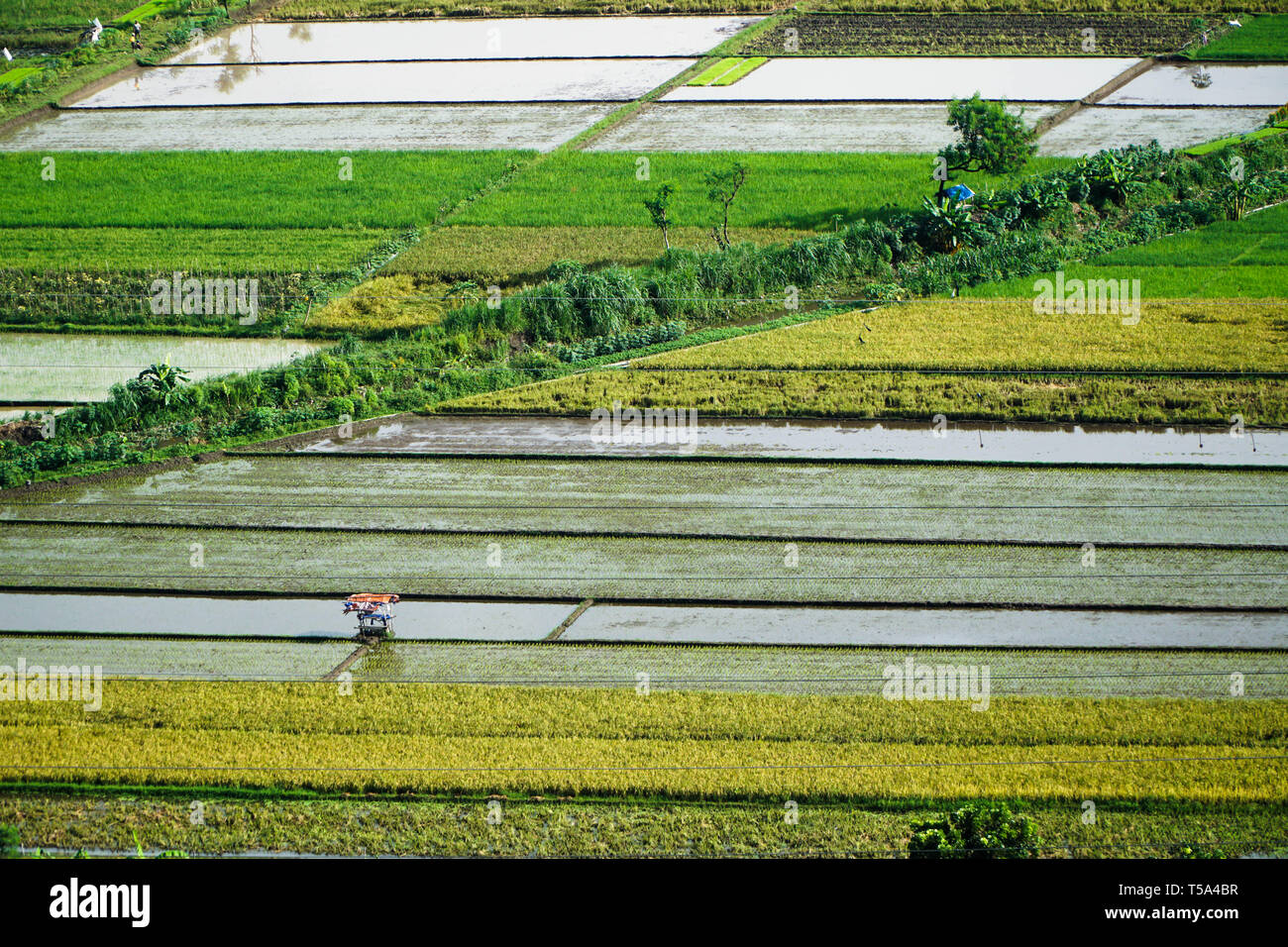 Aerial paddy field, Rice Terraces in Bali Stock Photo - Alamy