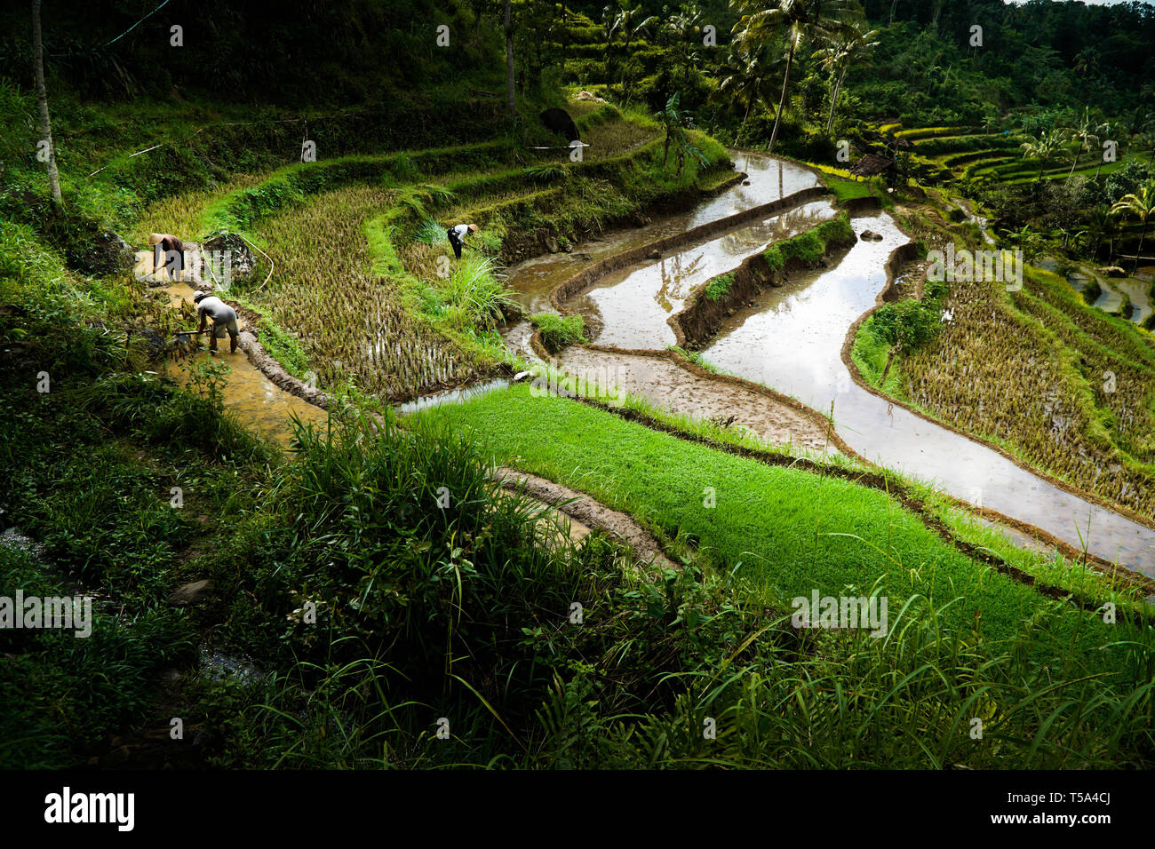 Aerial view of paddy field hi-res stock photography and images - Alamy