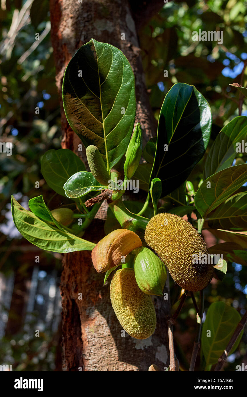 29-Jan-2015-Beginning of the Jackfruit and the mature Jackfruit The ...
