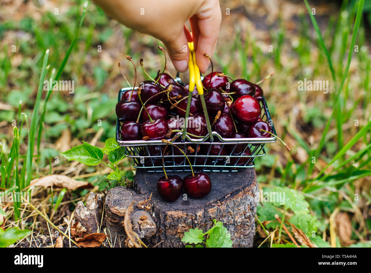Hand Holding Mini Shopping Basket Full Of Fresh Red Ripe Cherries On