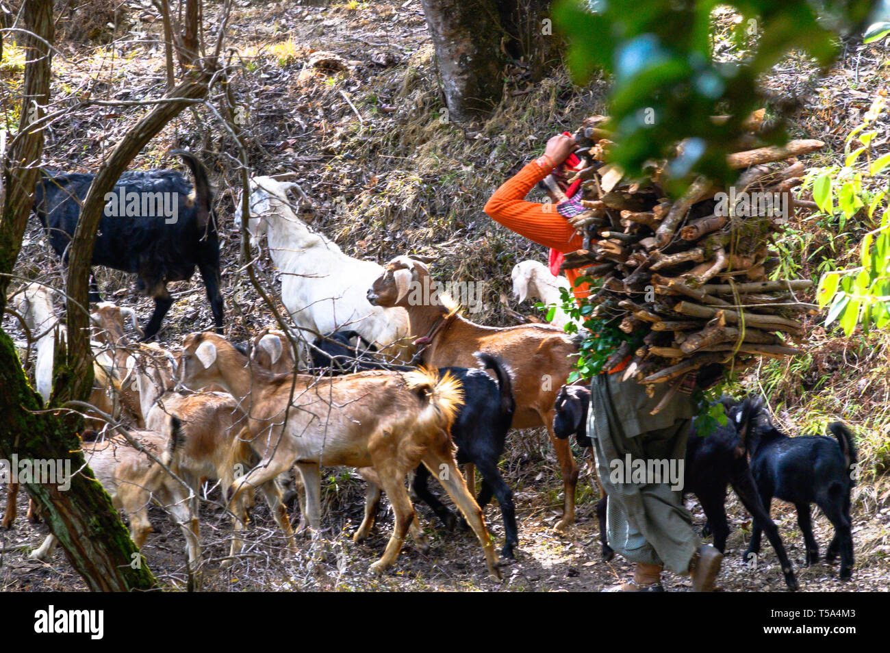 A woman carrying woods in on their backs for their daily needs in ...