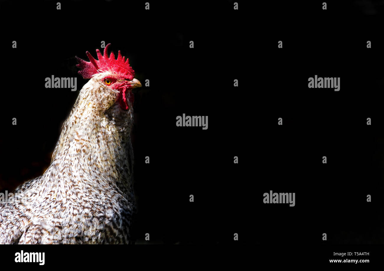 portrait of rooster isolated on black background with space for text ...