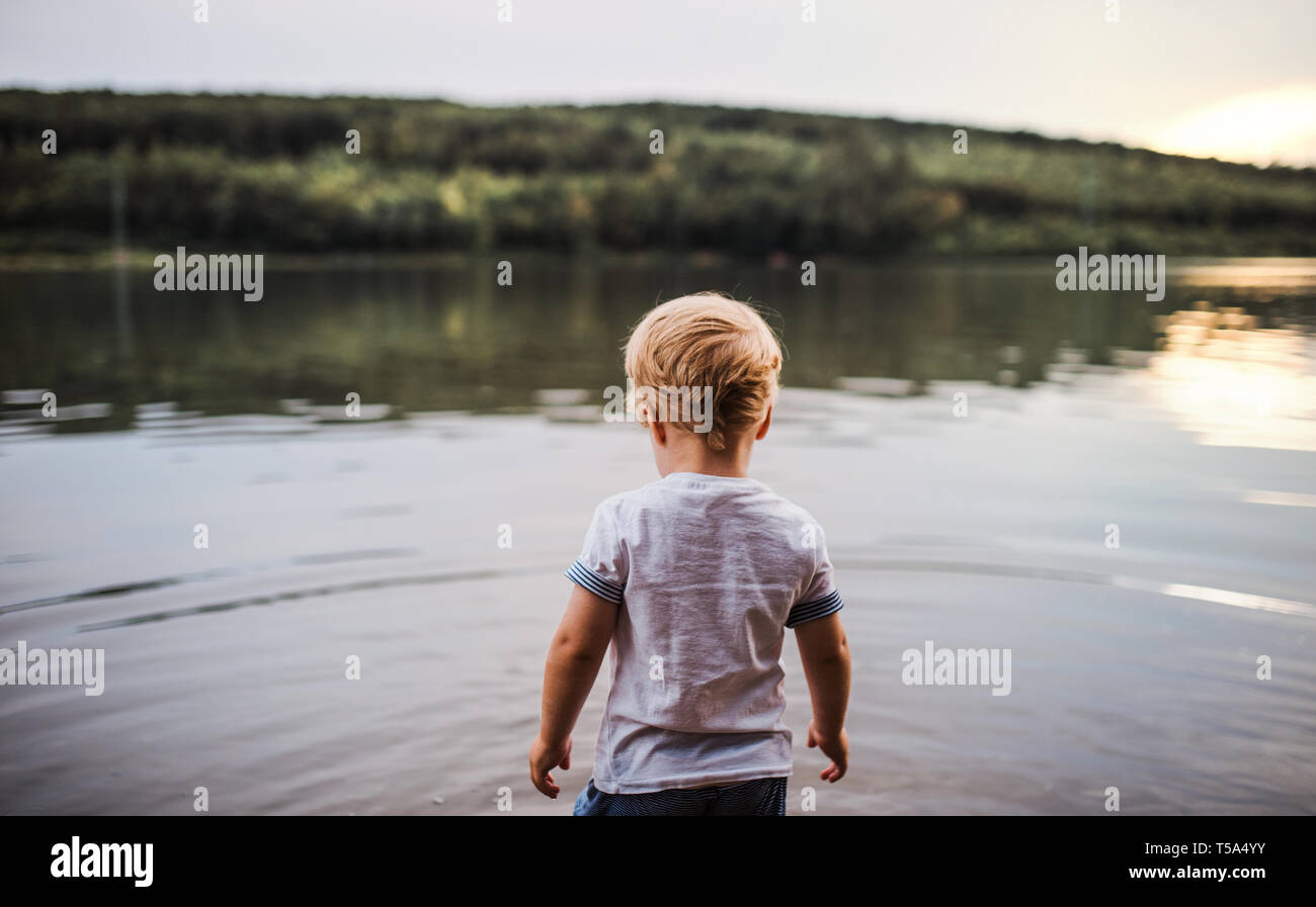 A rear view of small toddler boy walking outdoors in a river in summer ...
