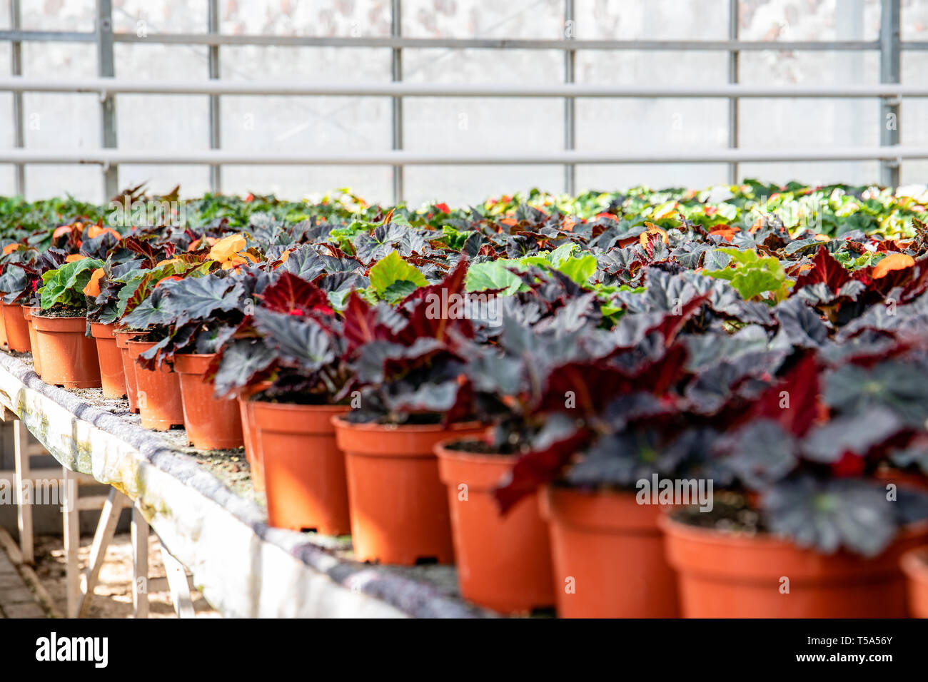 Greenhouse, cultivation of plants and flowers Stock Photo - Alamy