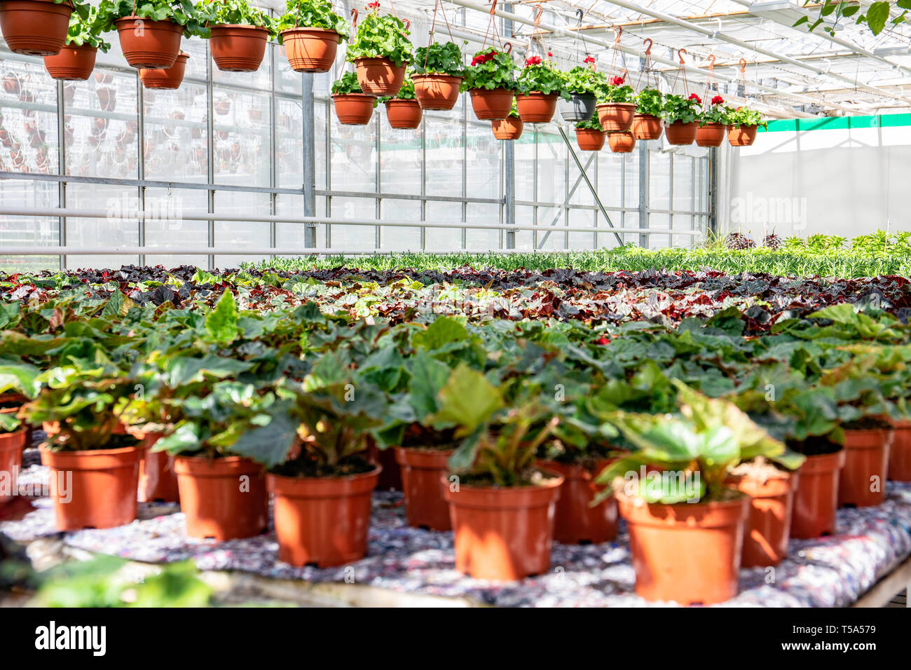 Greenhouse, cultivation of plants and flowers Stock Photo - Alamy