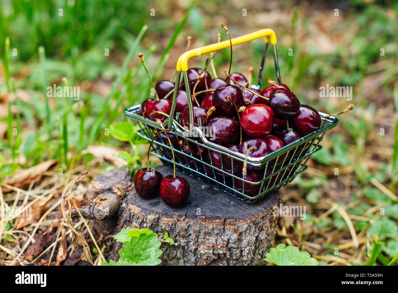 Mini shopping basket full of fresh red ripe cherries on the green grass ...