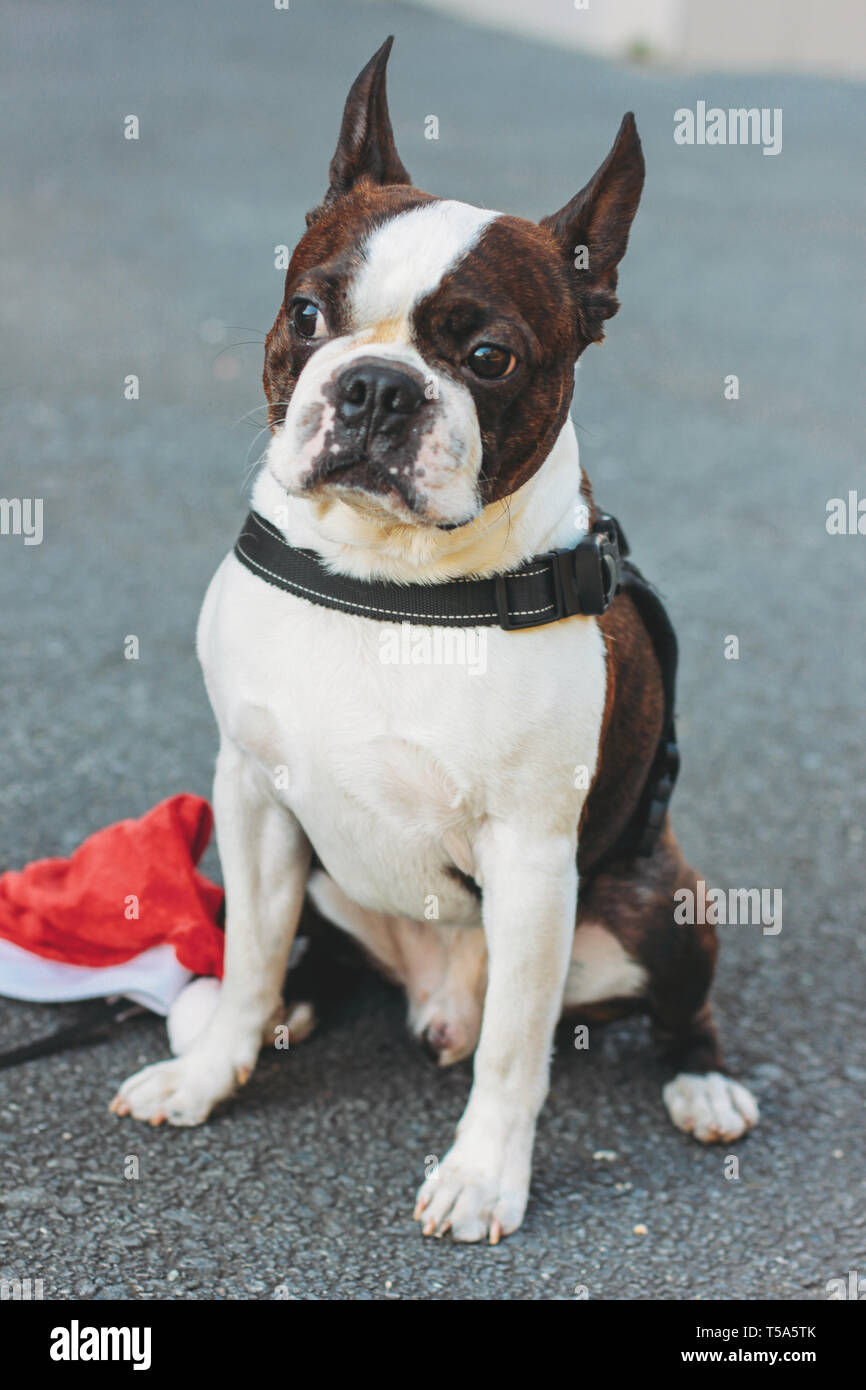Sad dog Boston Terrier sitting on the pavement Stock Photo - Alamy