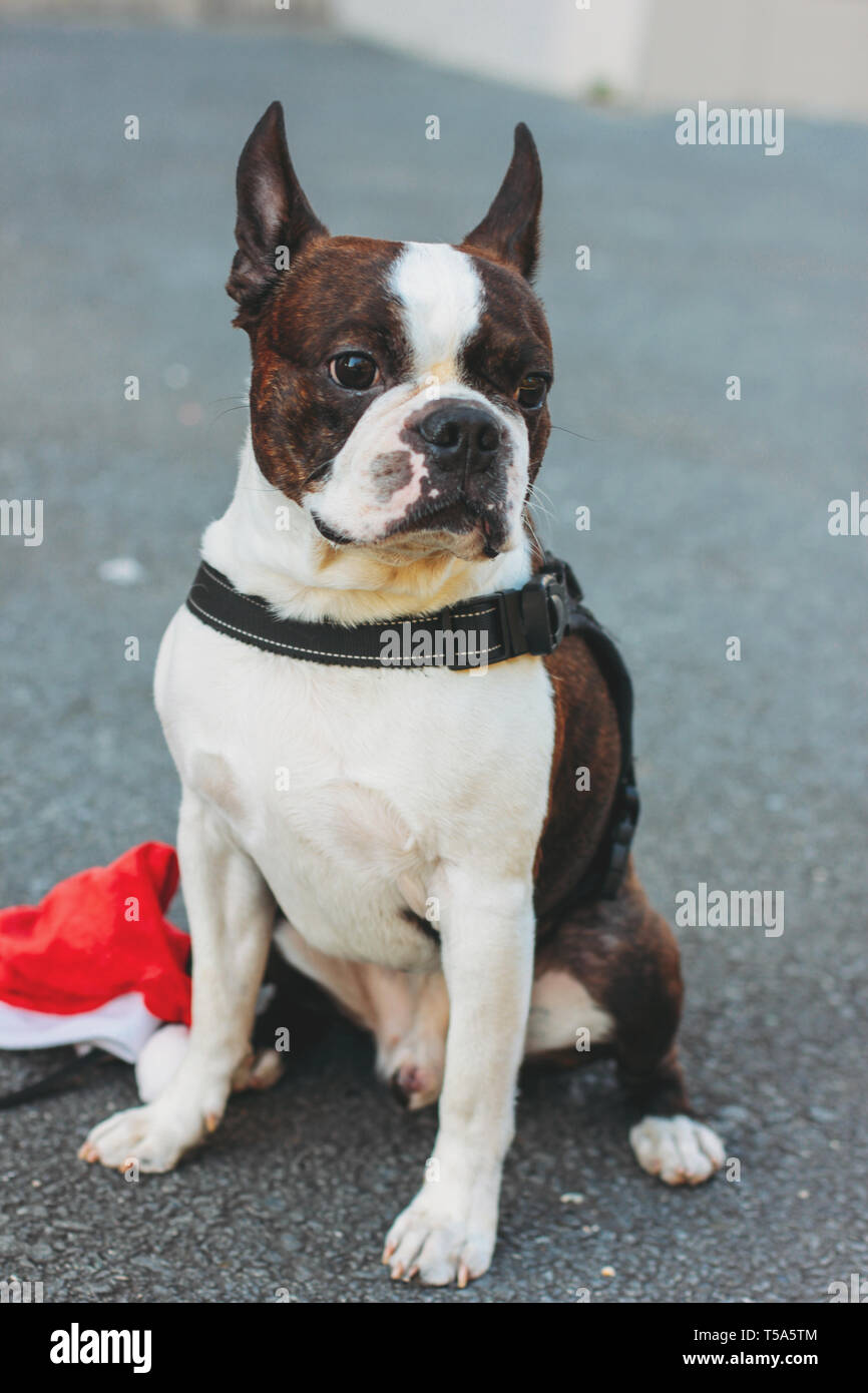 Sad dog Boston Terrier sitting on the pavement Stock Photo - Alamy