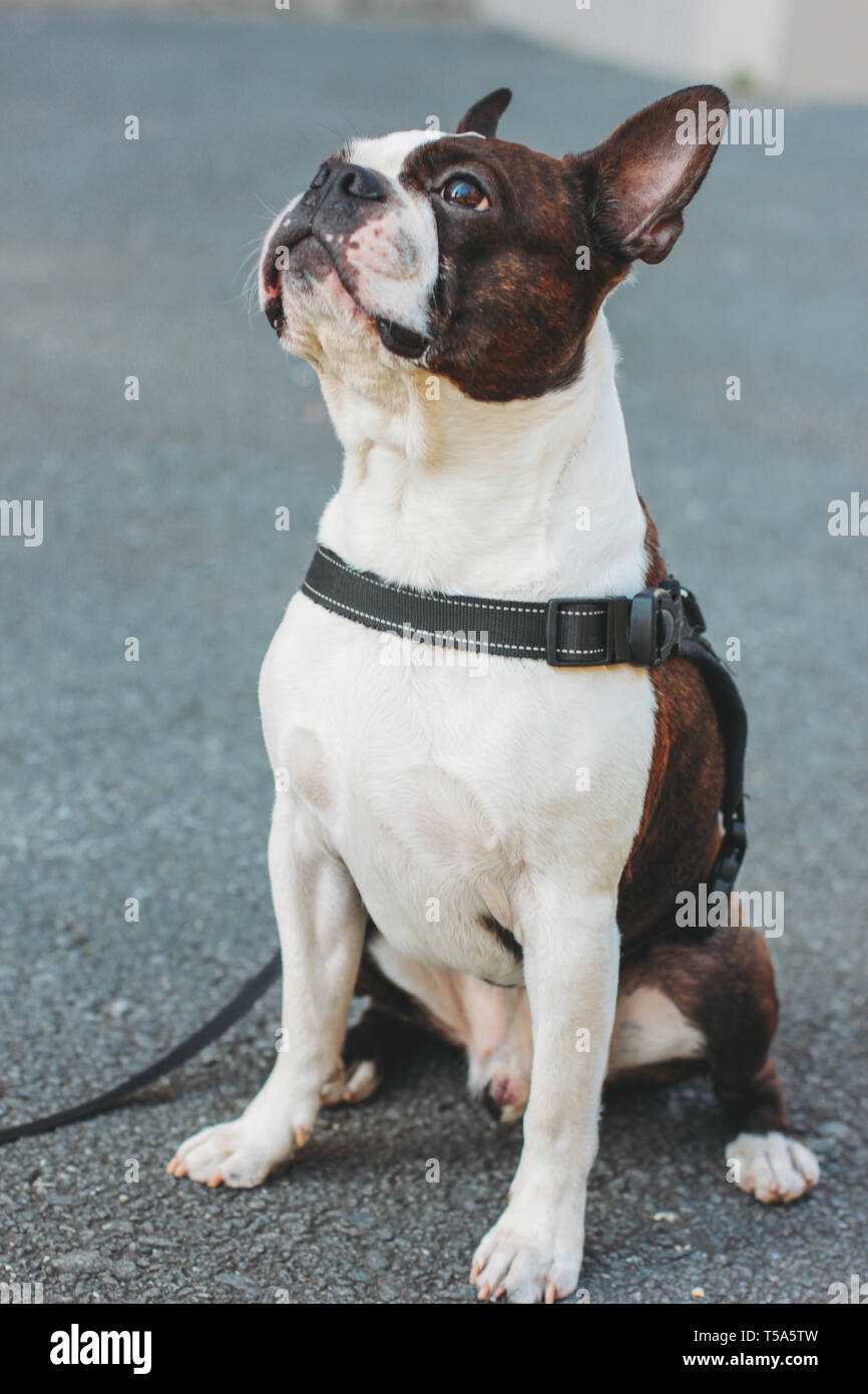 Sad dog Boston Terrier sitting on the pavement Stock Photo - Alamy