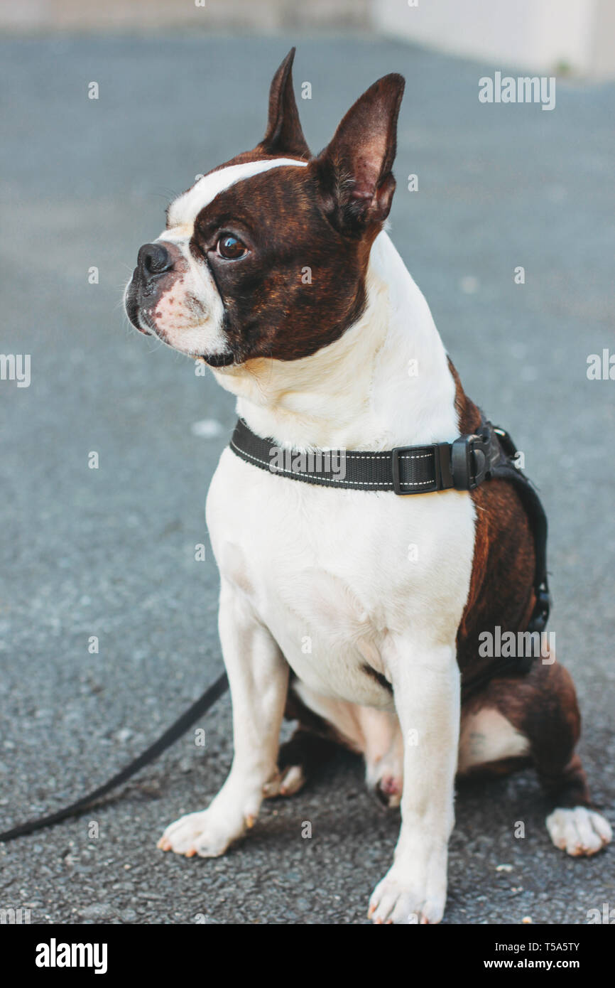 Sad dog Boston Terrier sitting on the pavement Stock Photo - Alamy