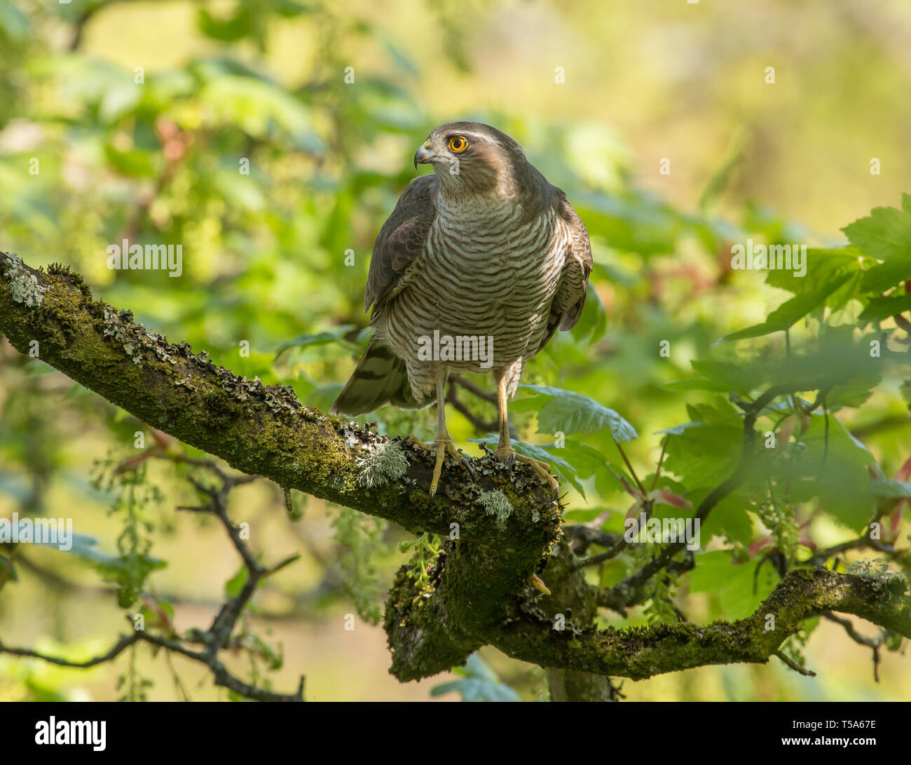Sparrowhawk raptor bird of prey glasgow scotland uk wild hi-res stock ...