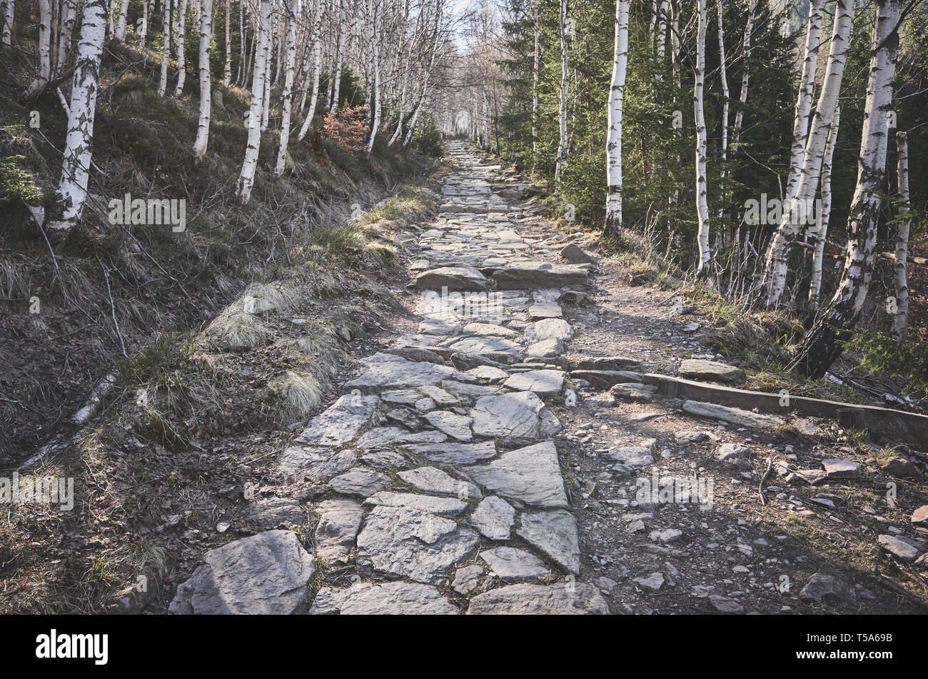 Hiking stone path in a mountain forest, color toning applied ...
