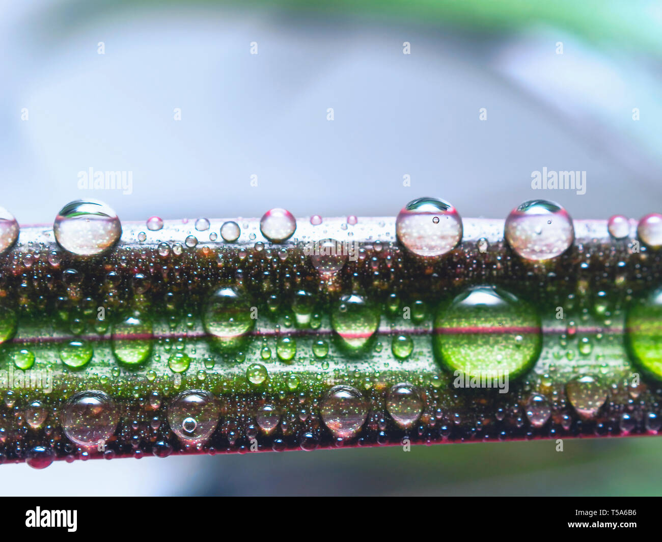 Dracaena marginata dragon tree hi-res stock photography and images - Alamy