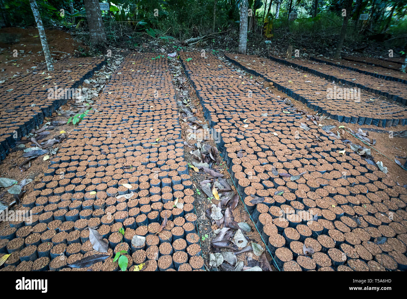 Preparation of soil put into the pot to wait for planting in the garden ...