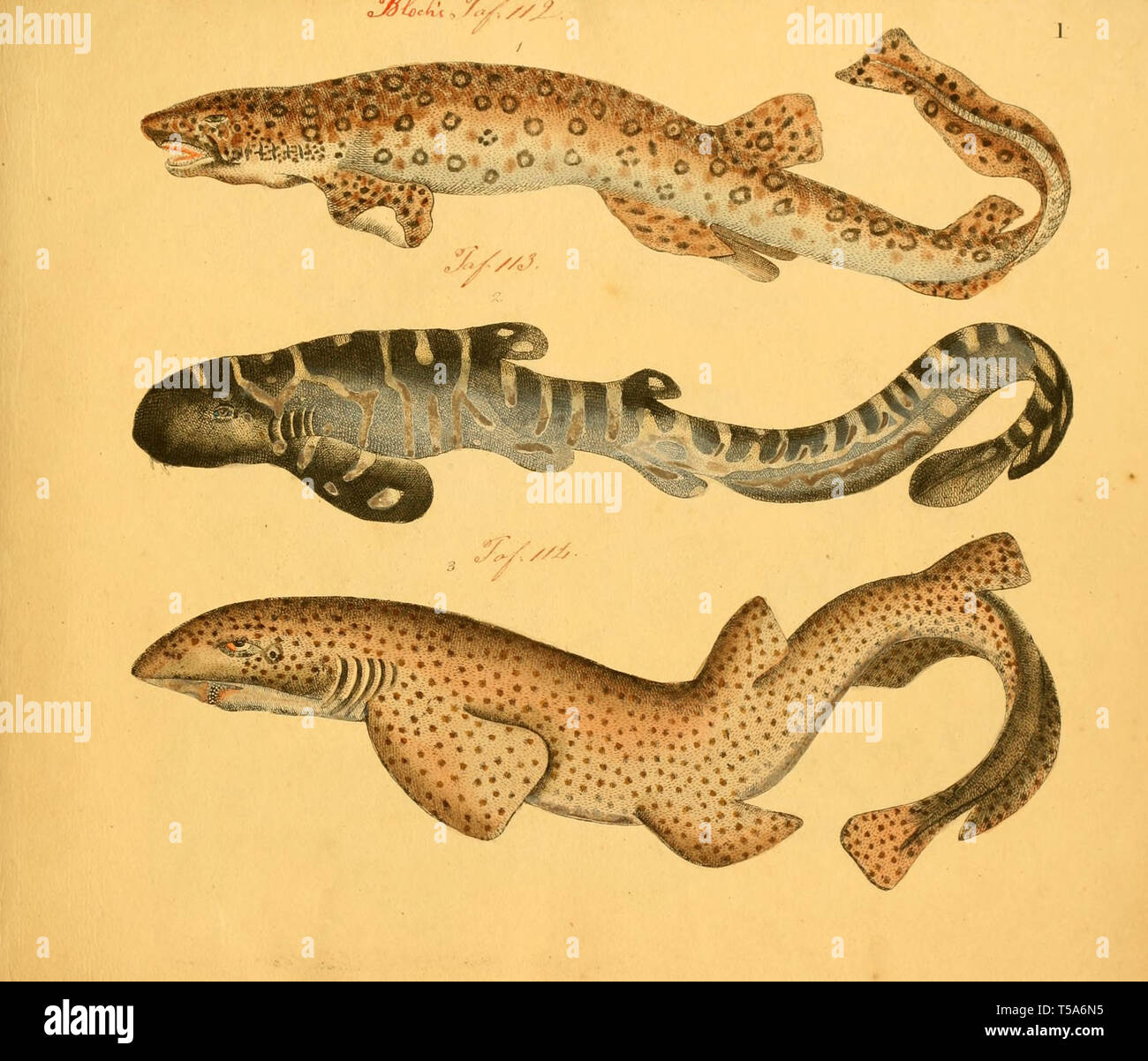 Beautiful vintage hand drawn illustrations of exotic fish and eels from ...