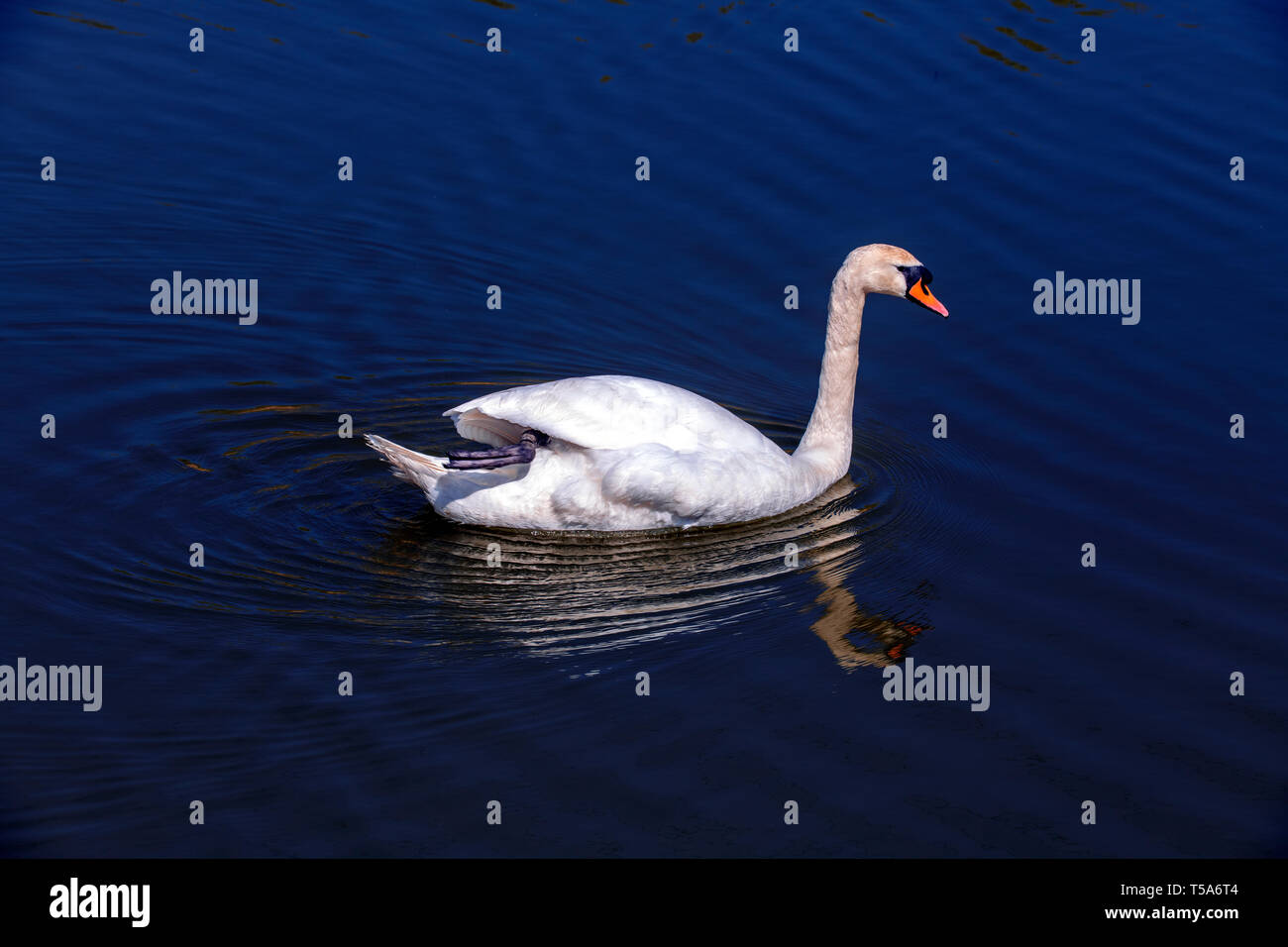 Beautiful swan on a lake at the Hampton's Nature Reserve, Worcester ...