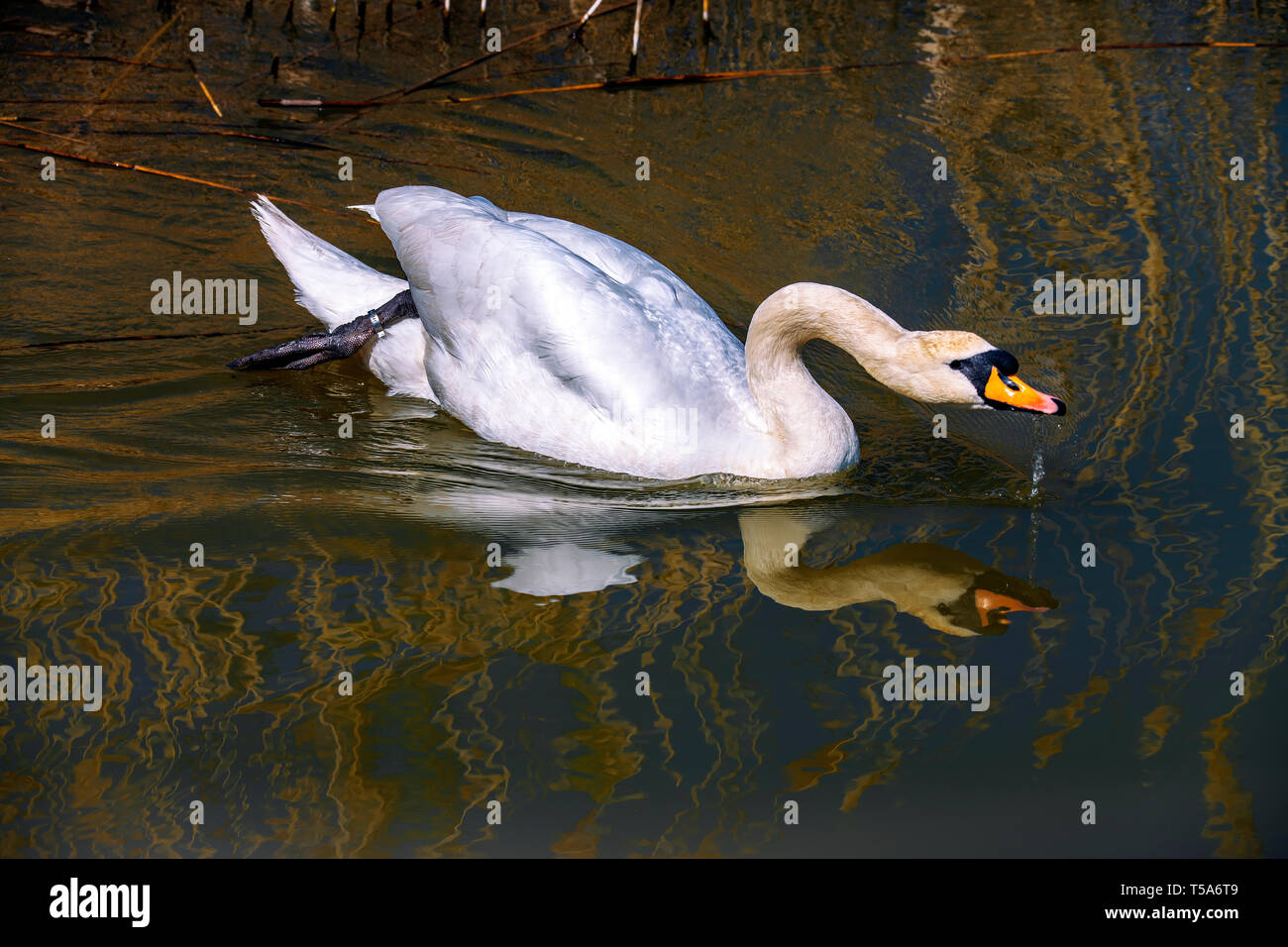 Beautiful swan on a lake at the Hampton's Nature Reserve, Worcester ...