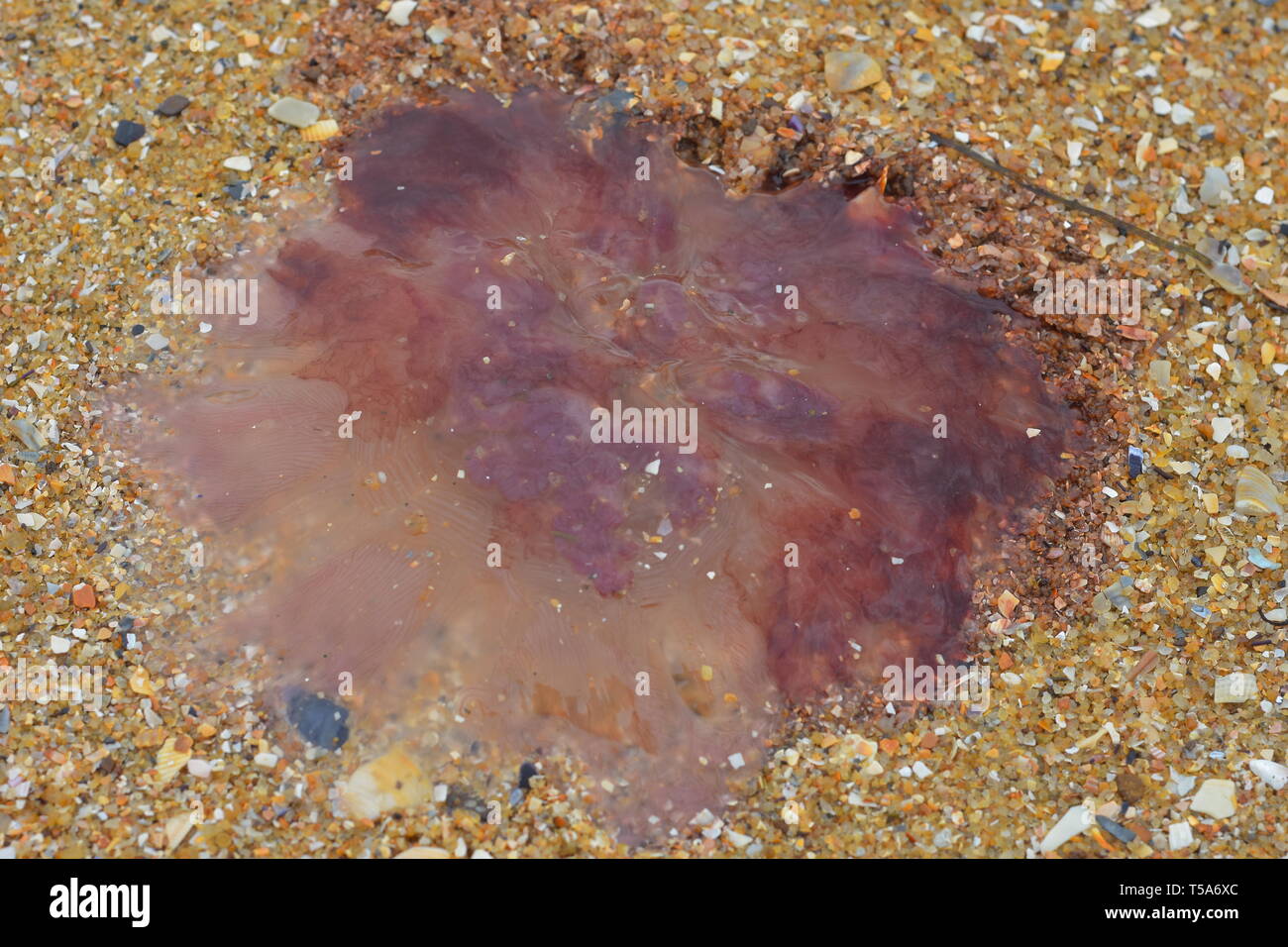 Blob of Lions mane purple jellyfish bell drying on coarse beach sand ...