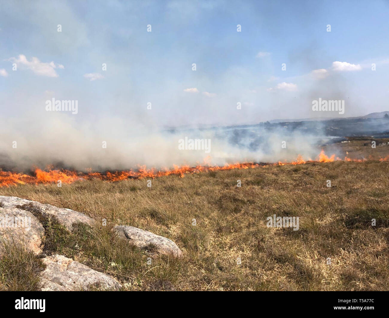 A gorse fire burning on Monday that put a number of homes at risk ...