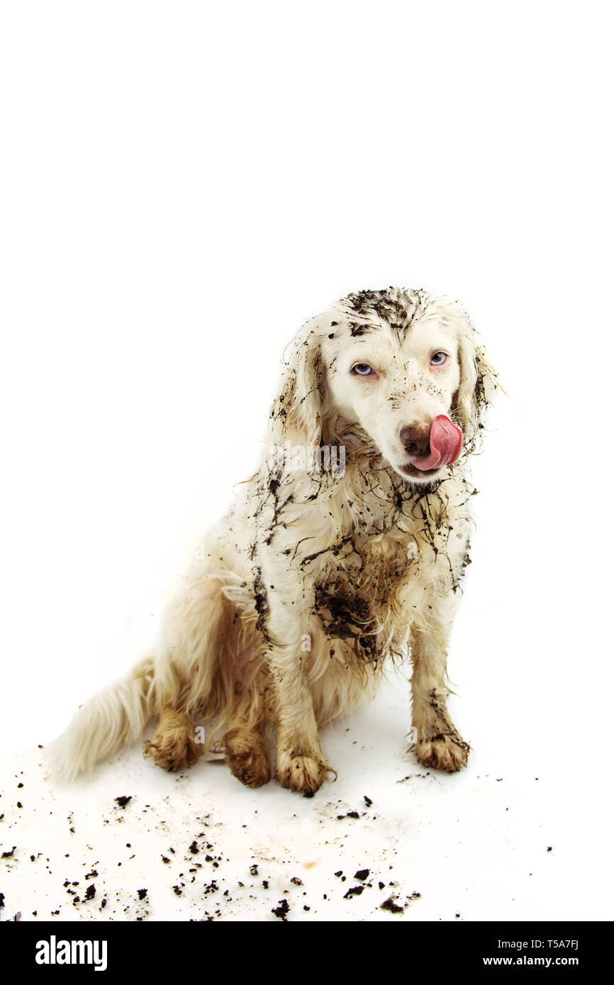 DIRTY DOG MISCHIEF ISOLATED. PLAYFUL LINKING WITH TONGUE AFTER PLAY IN ...