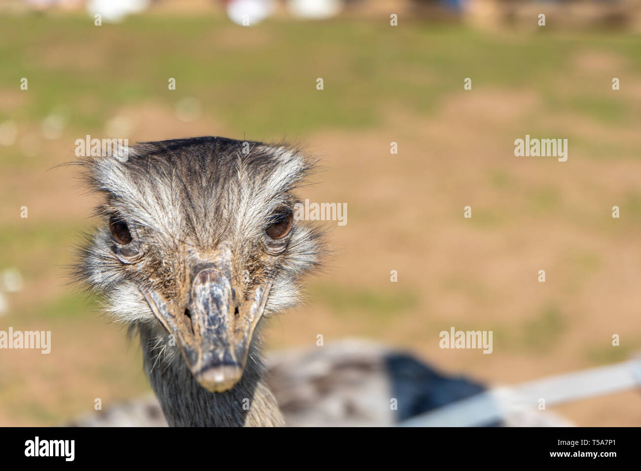 Greater Rhea Bird High Resolution Stock Photography and Images - Alamy