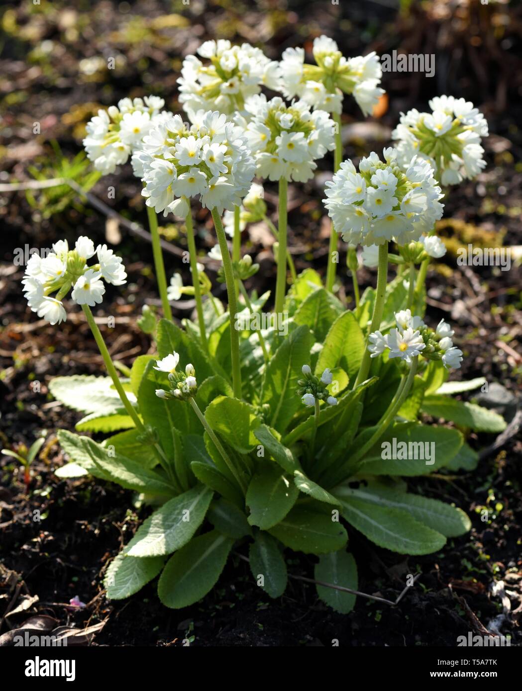 White flowers of Primula Denticulata Alba Stock Photo - Alamy