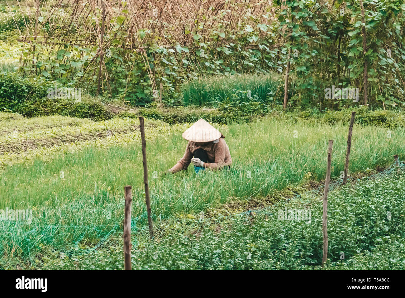 Man picking rice hi-res stock photography and images - Alamy