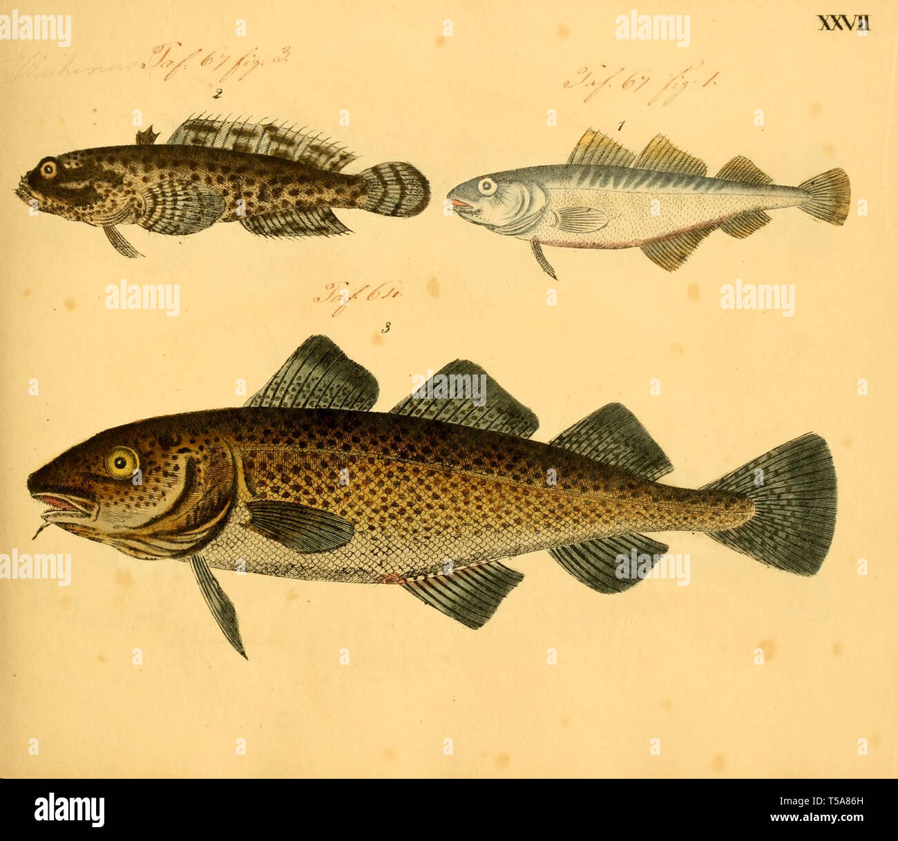 Beautiful vintage hand drawn illustrations of exotic fish and eels from ...