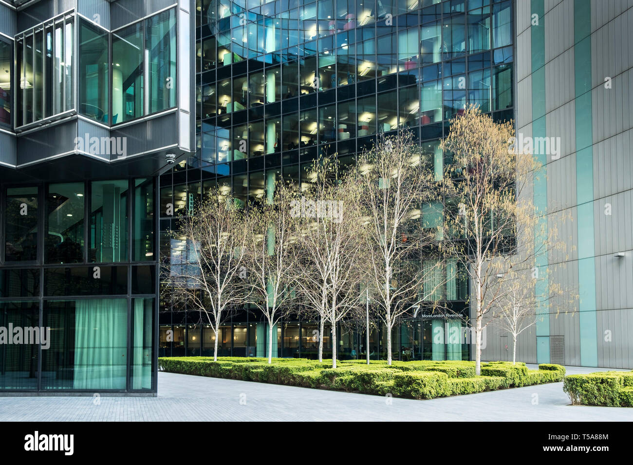 Silver Birch trees Betula pendula growing in front of modern glass ...