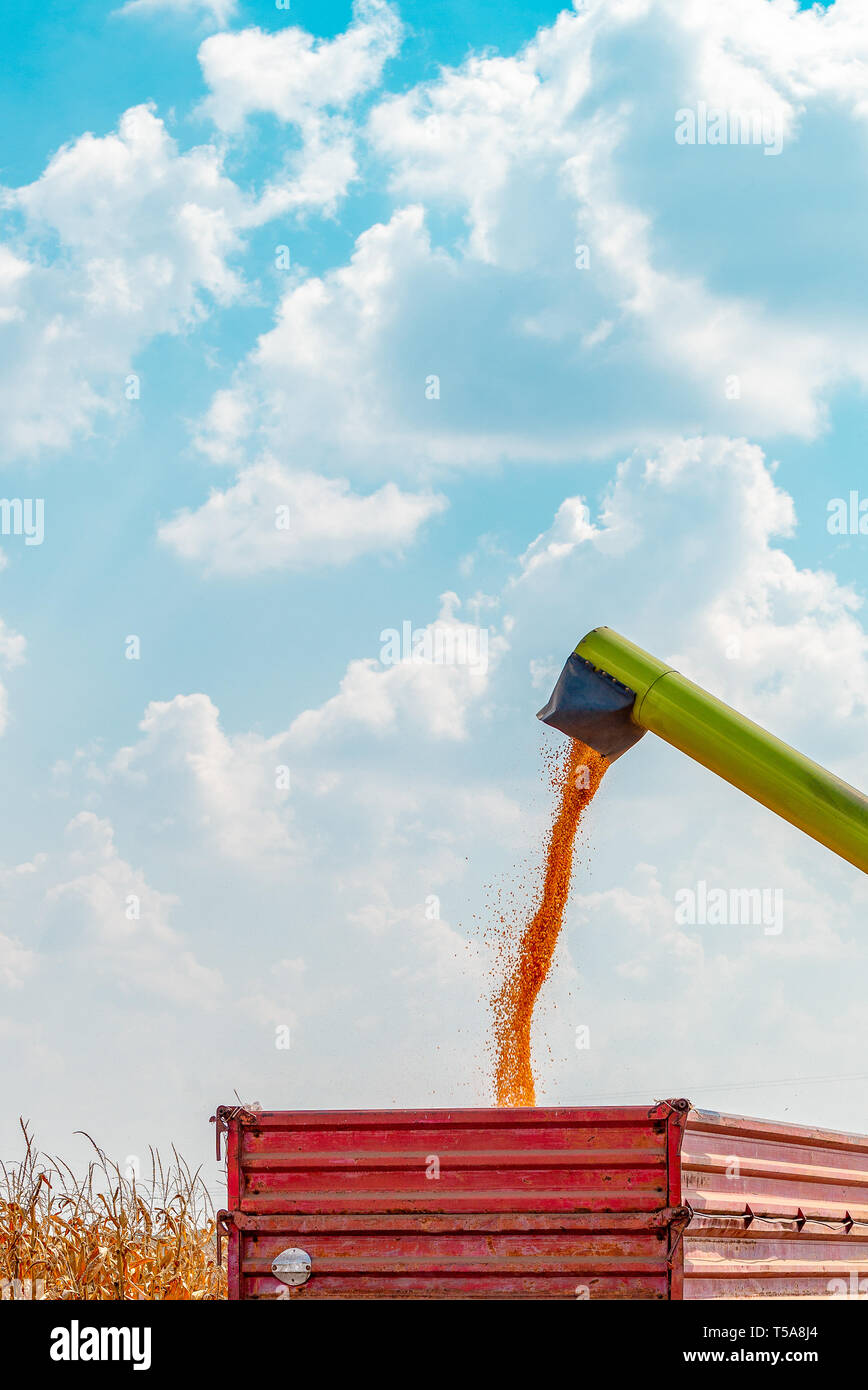 Combine harvester unloader pouring corn grains into tractor cargo cart ...