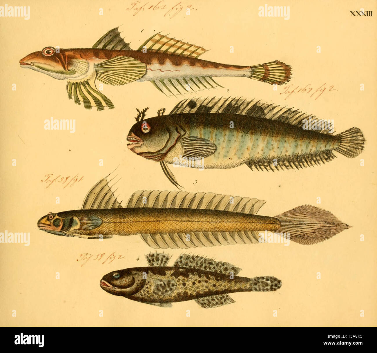 Beautiful vintage hand drawn illustrations of exotic fish and eels from ...