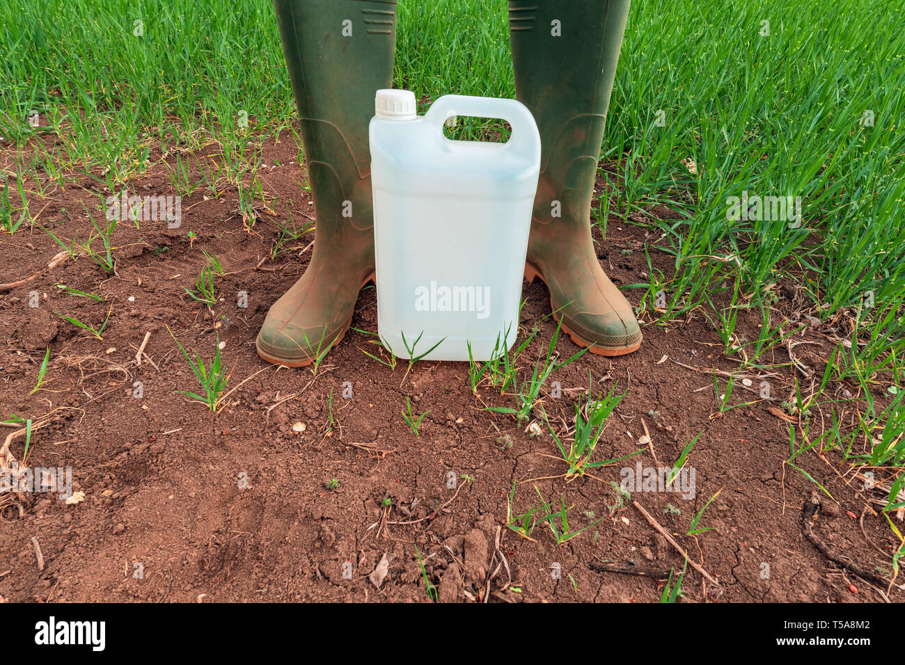 Farmer standing over insecticide jug in wheatgrass field, blank plastic ...