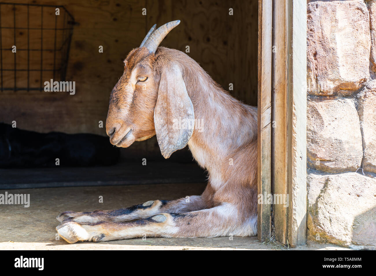 Anglo Nubian Goat,Capra aegagrus hircus at Woburn Safari Park Stock ...