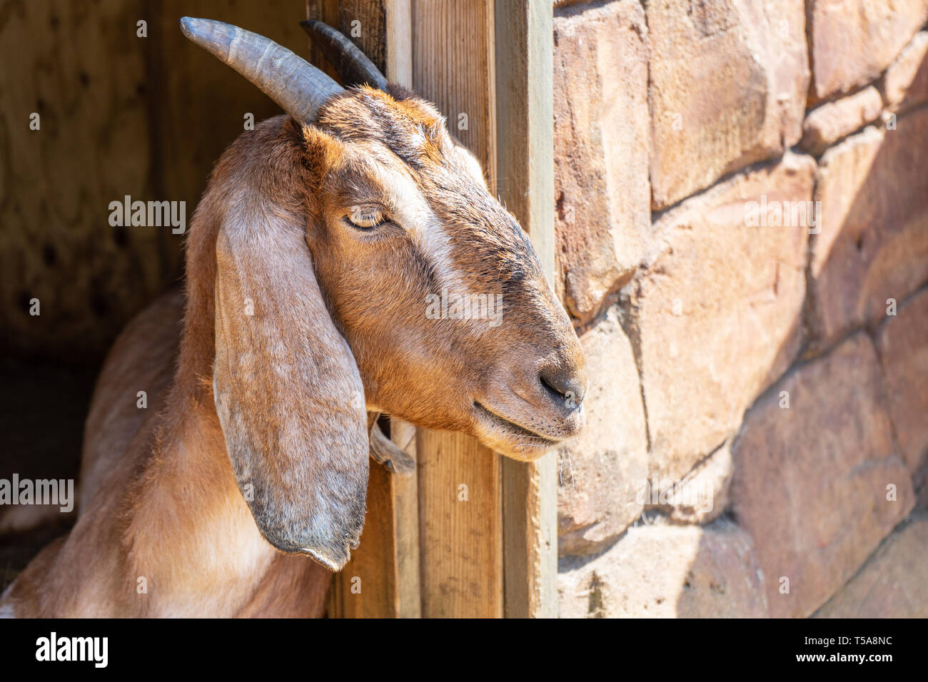 Nubian Goat High Resolution Stock Photography and Images - Alamy