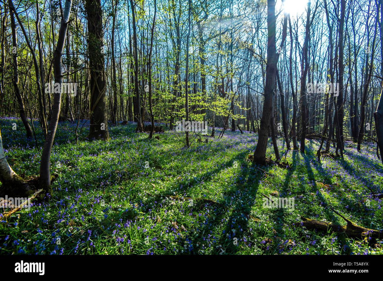 English bluebells in Fore Wood, Crowhurst, East Sussex, England Stock ...