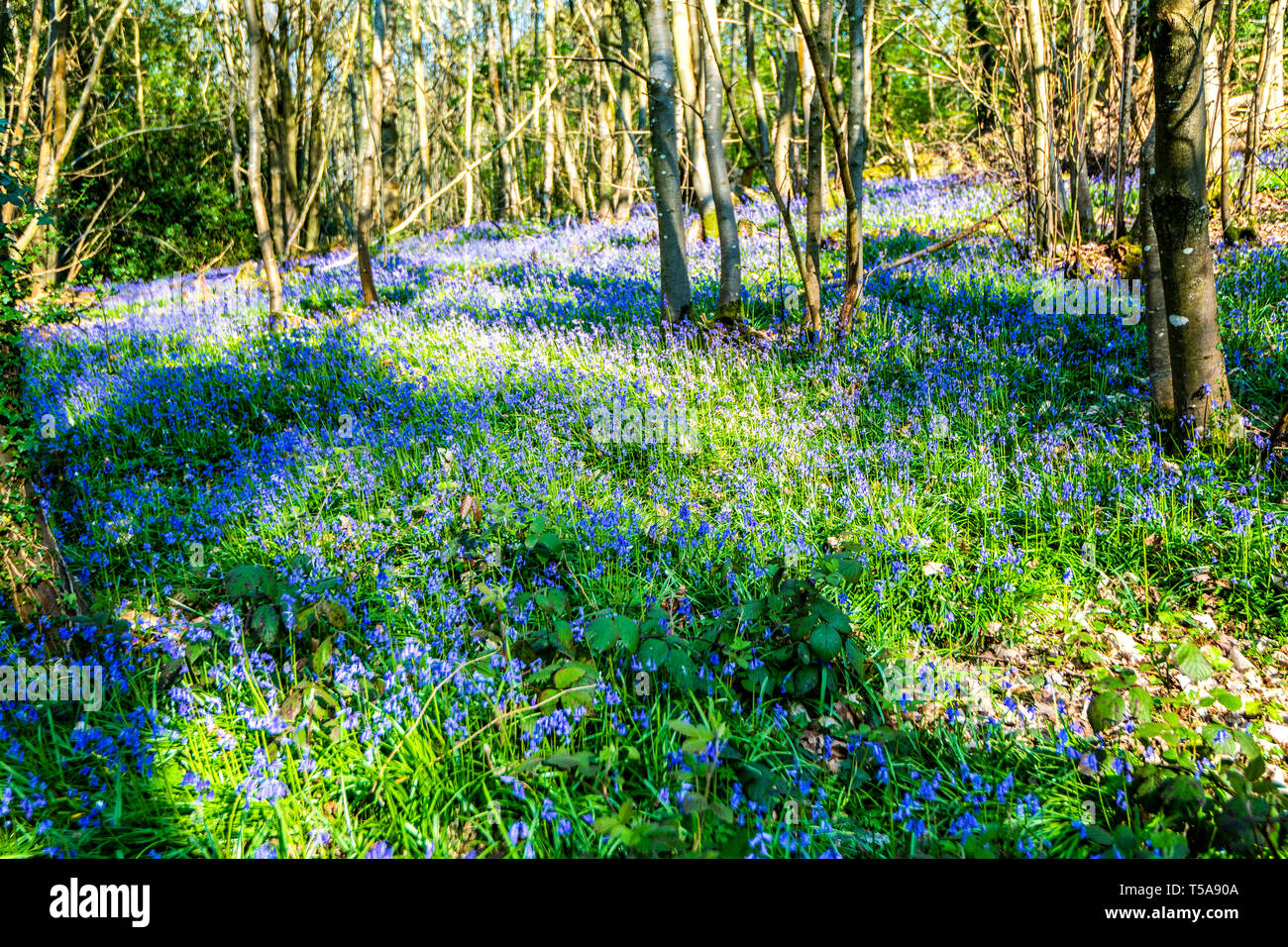 English bluebells in Fore Wood, Crowhurst, East Sussex, England Stock ...