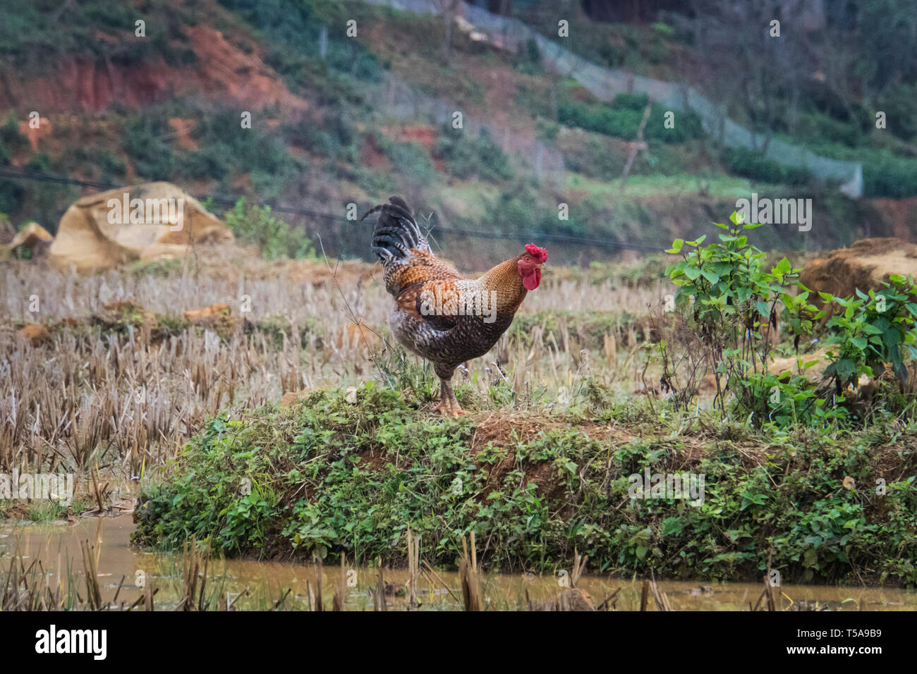 Rooster in the rice fields in rural Vietnam Stock Photo - Alamy