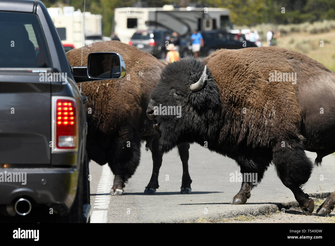 bison walking on the yellowstone asphalt roads in Yellowstone National ...