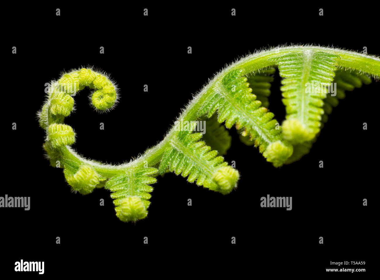 Fern curve black hi-res stock photography and images - Alamy