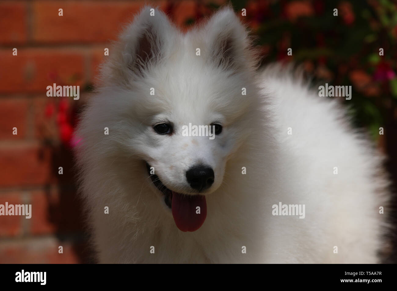 Samoyed side hi-res stock photography and images - Alamy