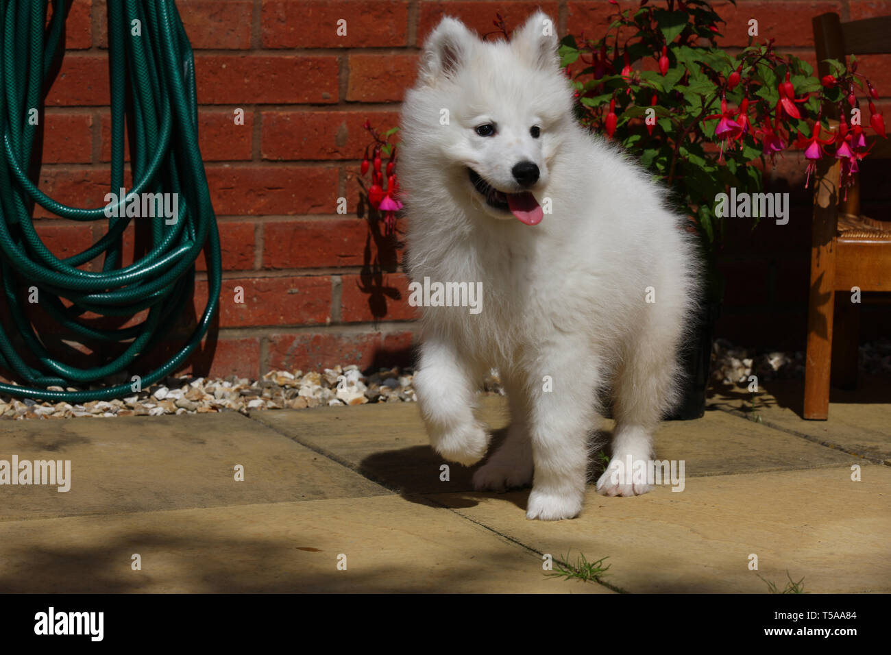 Samoyedskaya sabaka hi-res stock photography and images - Alamy