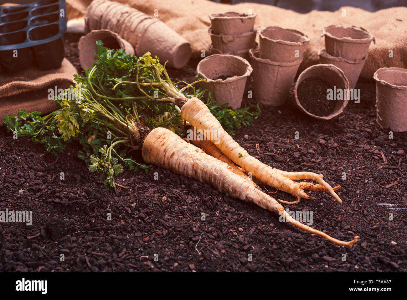 Organic parsley growing concept with freshly harvested root on ...
