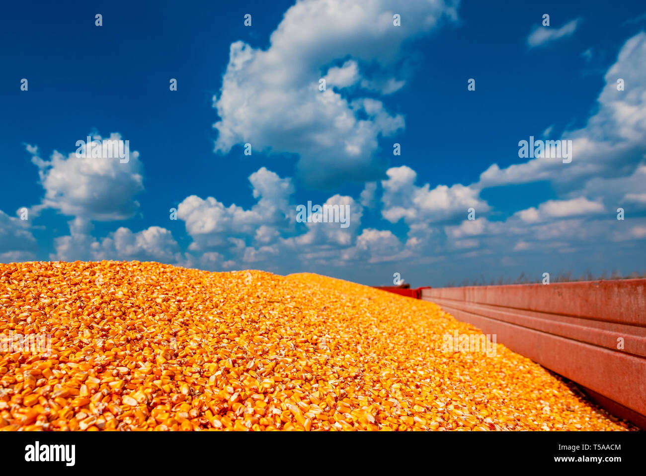 Pile of harvested corn seed kernels in tractor trailer is ready to be ...