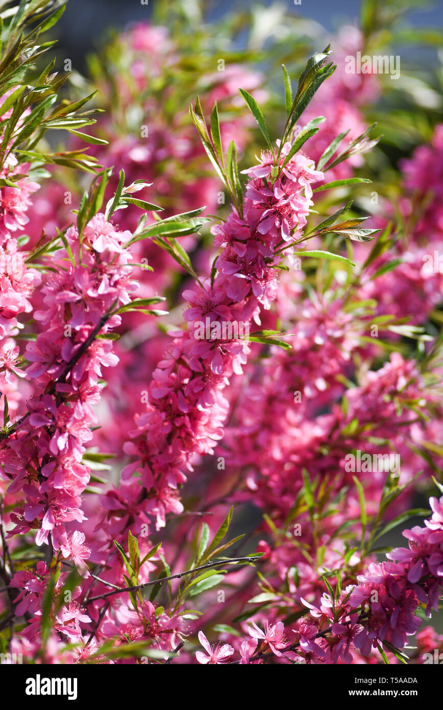Dwarf almond hi-res stock photography and images - Alamy