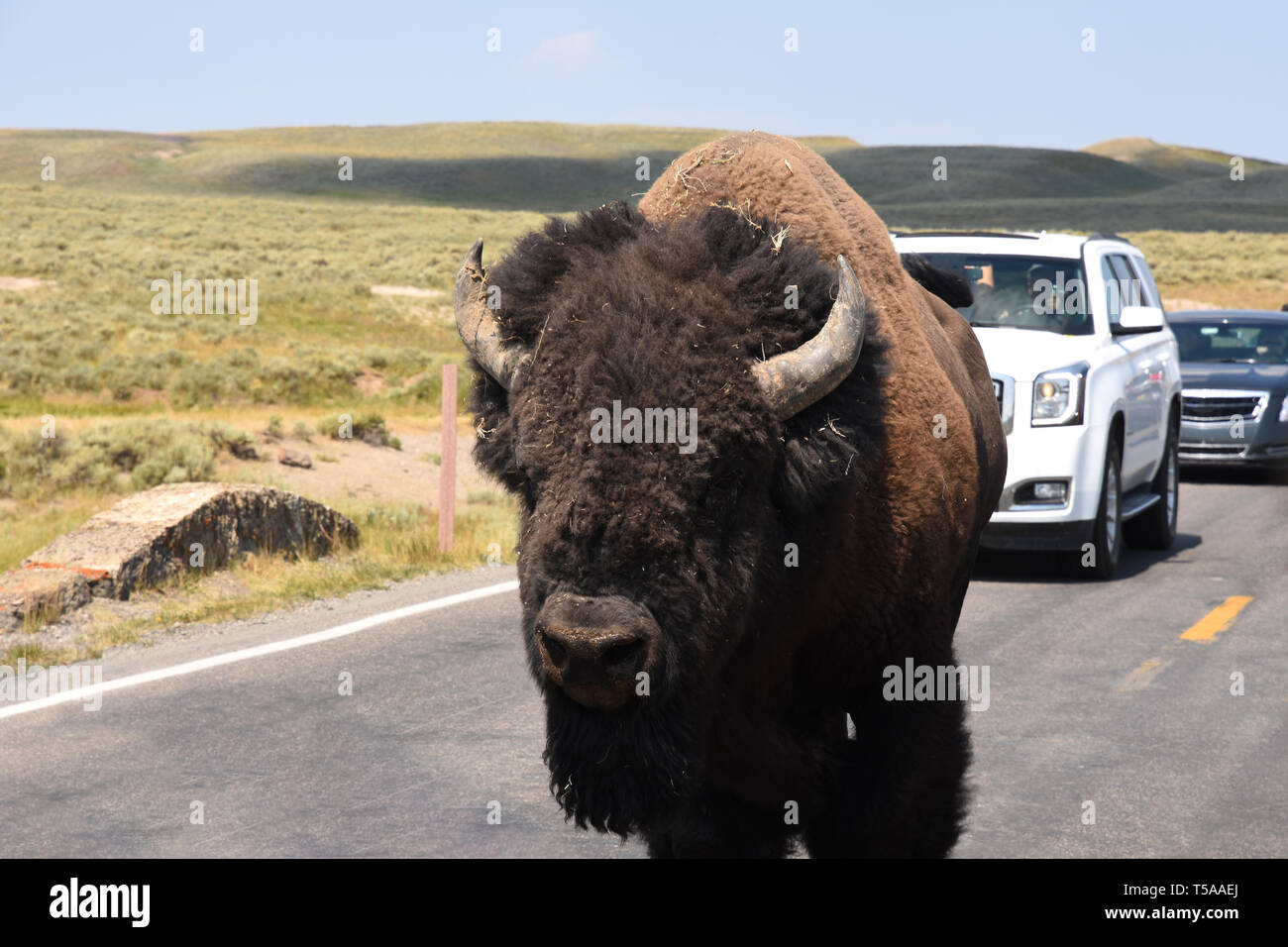 bison walking on the yellowstone asphalt roads in Yellowstone National ...