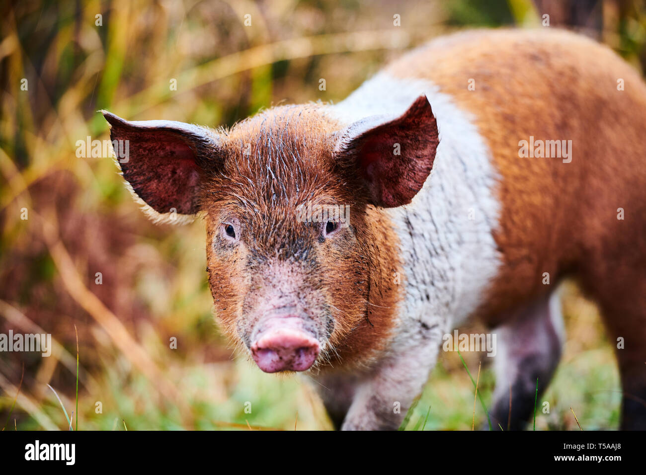Pig farm scotland hi-res stock photography and images - Alamy